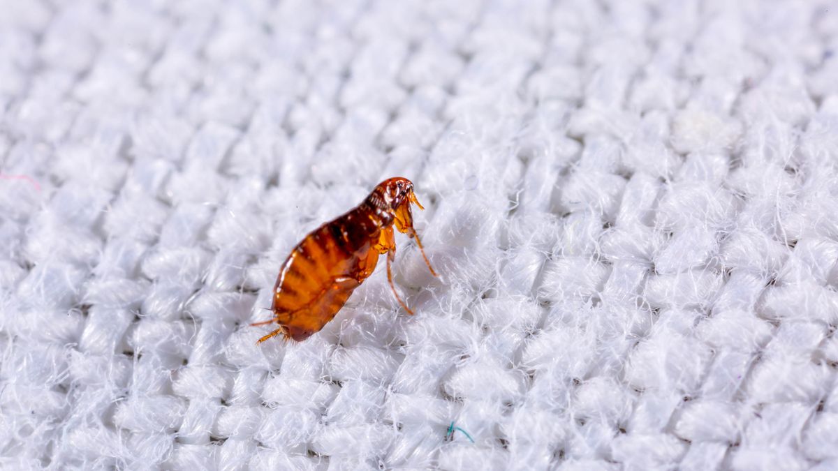 Mystery bites? How to identify what's really biting you | Tom's Guide