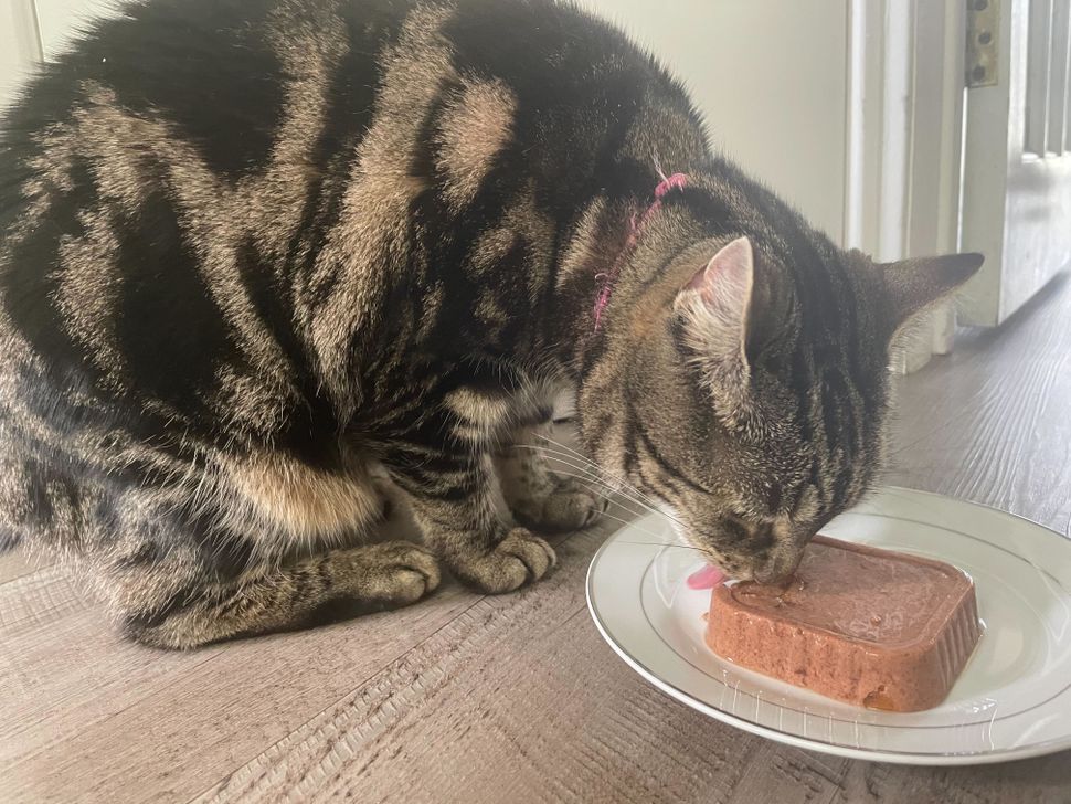 The best cat food for senior cats 2025 that will keep your older feline ...