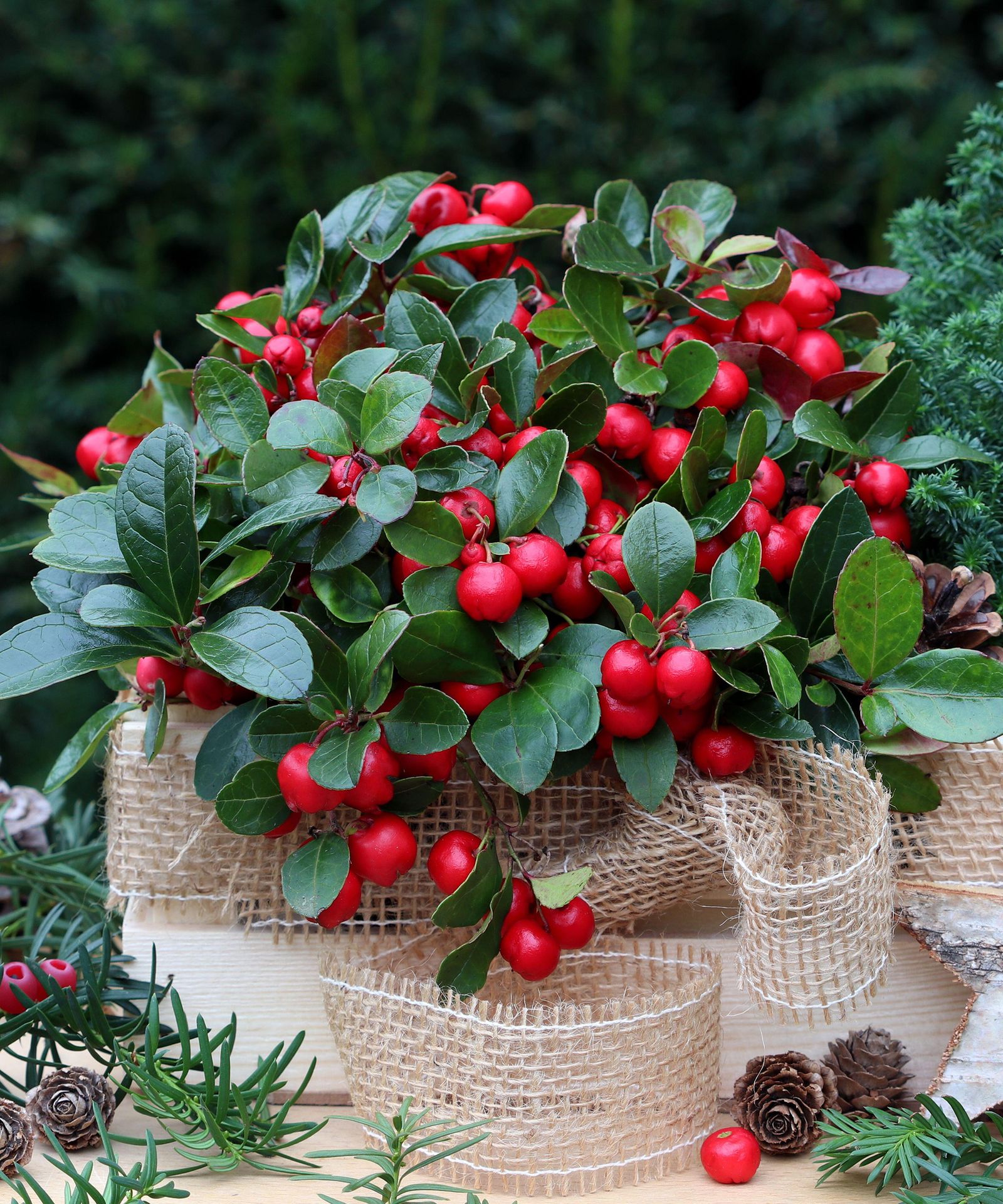 Best winter garden plants: 19 picks for seasonal color | Gardeningetc