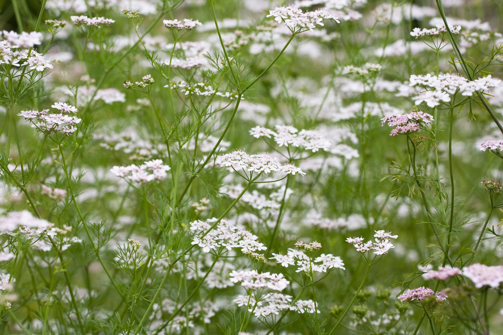 How to grow cilantro: tips on sowing, growing and harvesting this ...