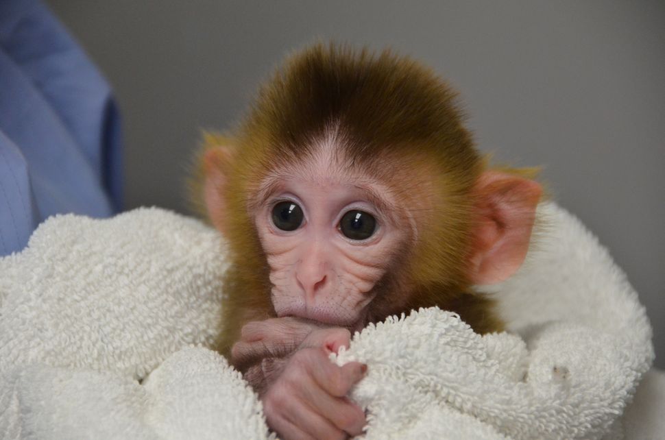 Precious Primates: Images of Chimeric Monkeys | Live Science