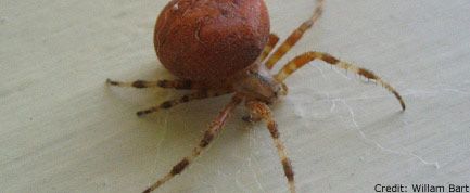 Doctor Finds Spider in Boy's Ear | Live Science