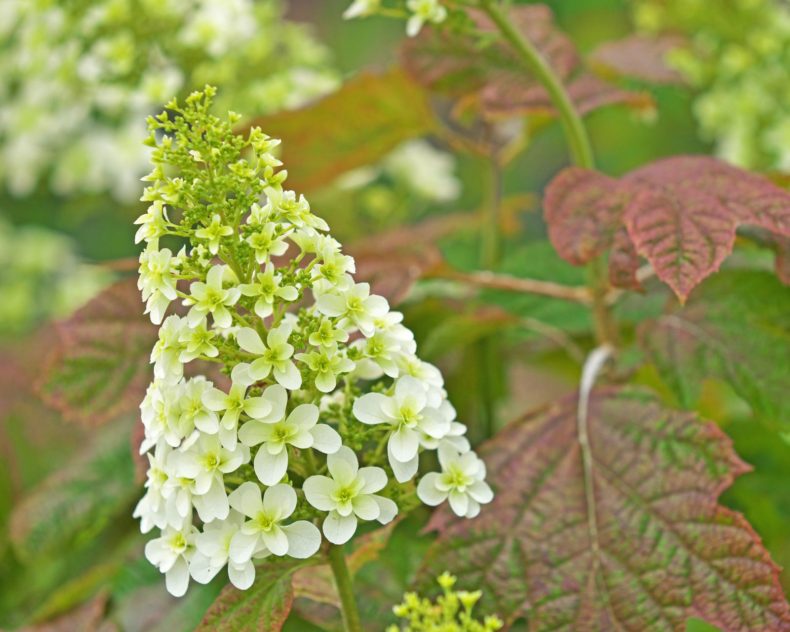 Pruning Hydrangeas In Fall: Drop Your Pruners And Read This ...