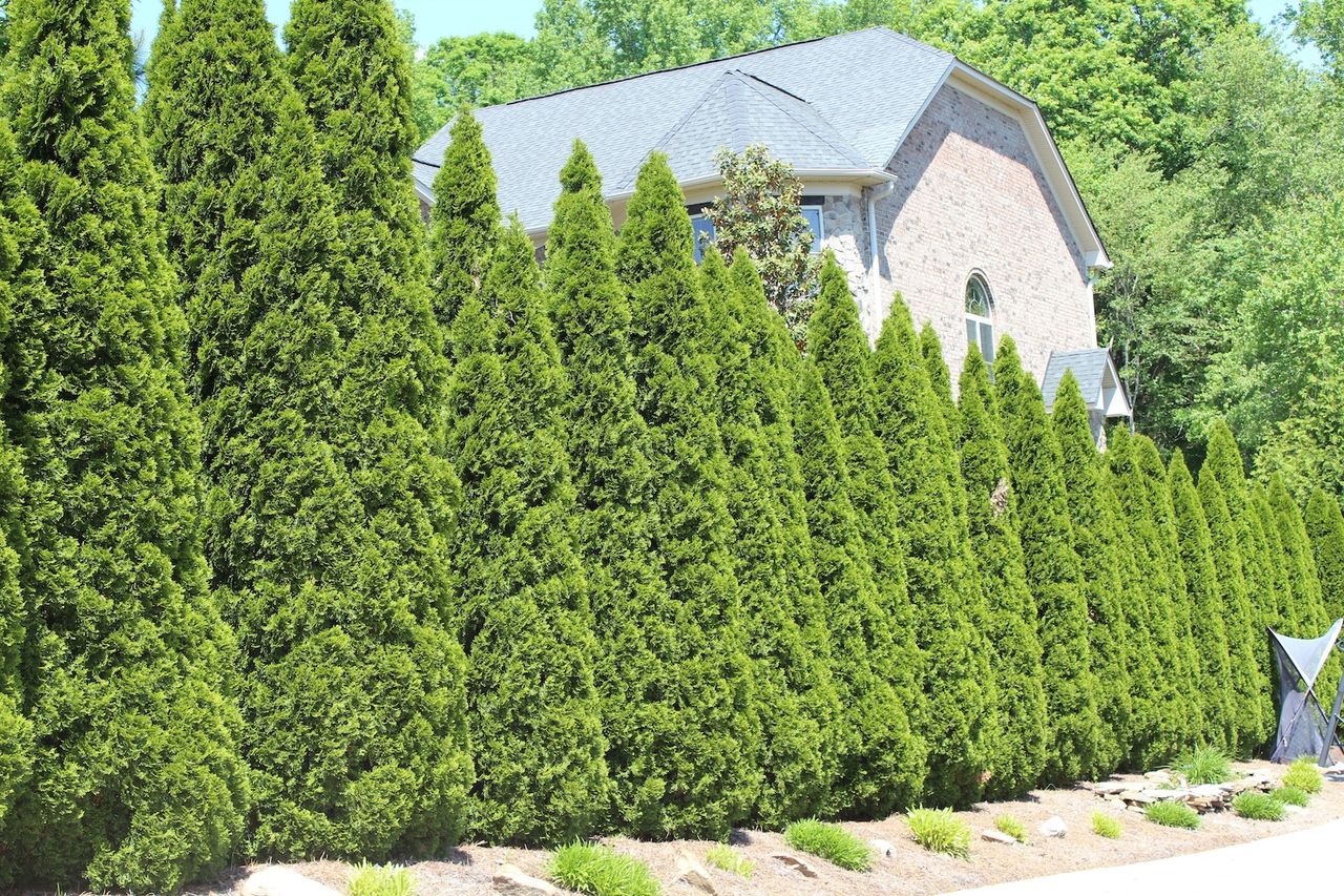 Best Trees For a Fence Line to Add Privacy to Boundaries | Livingetc