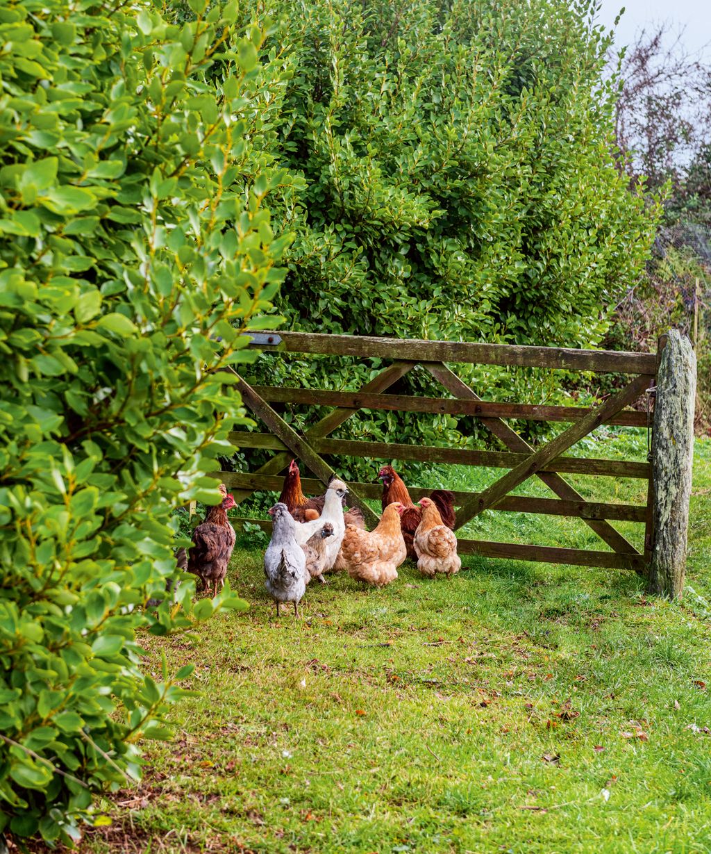Backyard farming: a guide to homesteading for beginners | Homes and Gardens
