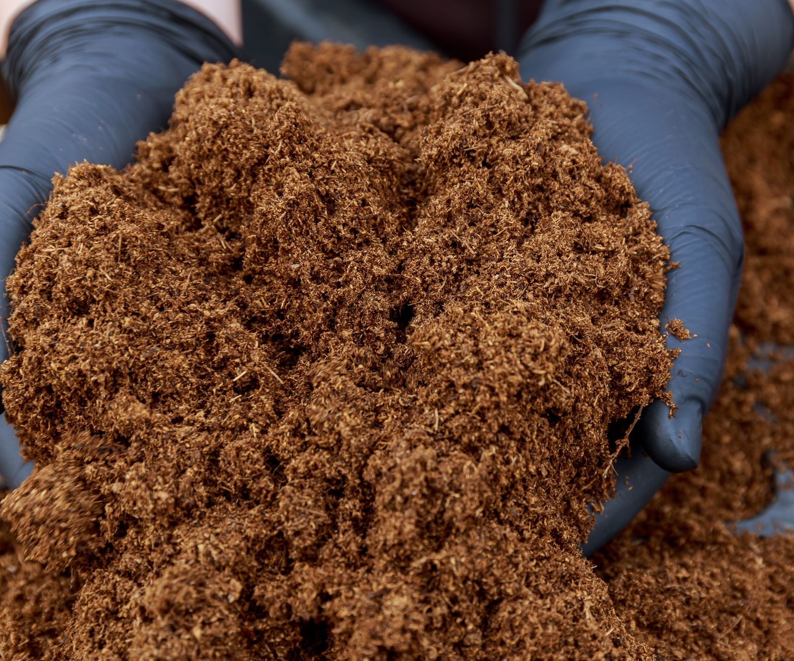 Peat moss vs coco coir: experts advise on the pros and cons | Homes and ...
