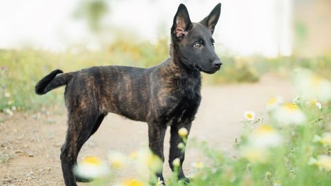 32 things to know about Dutch shepherd dogs | PetsRadar