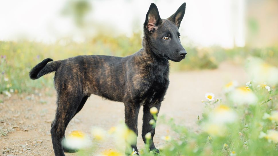 32 things to know about Dutch shepherd dogs | PetsRadar