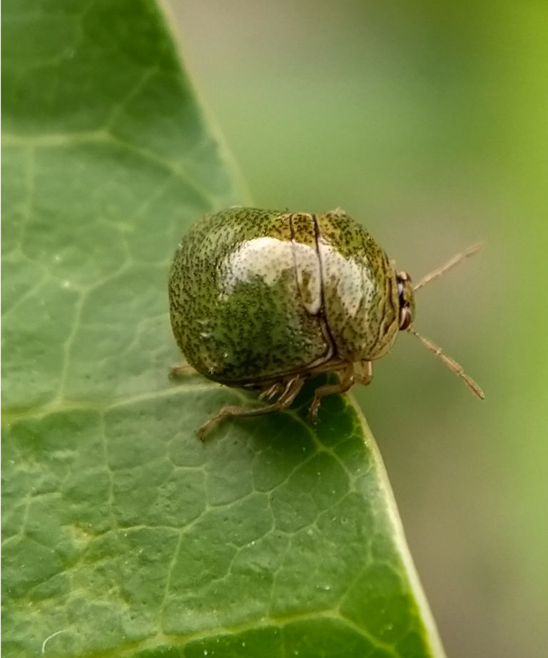 How to get rid of kudzu bugs: Experts reveal tip tips | Homes and Gardens