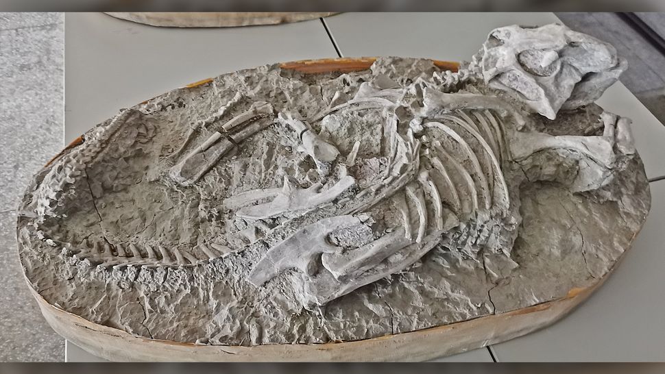 Stunningly preserved ‘Cretaceous Pompeii’ fossils may not be what they ...