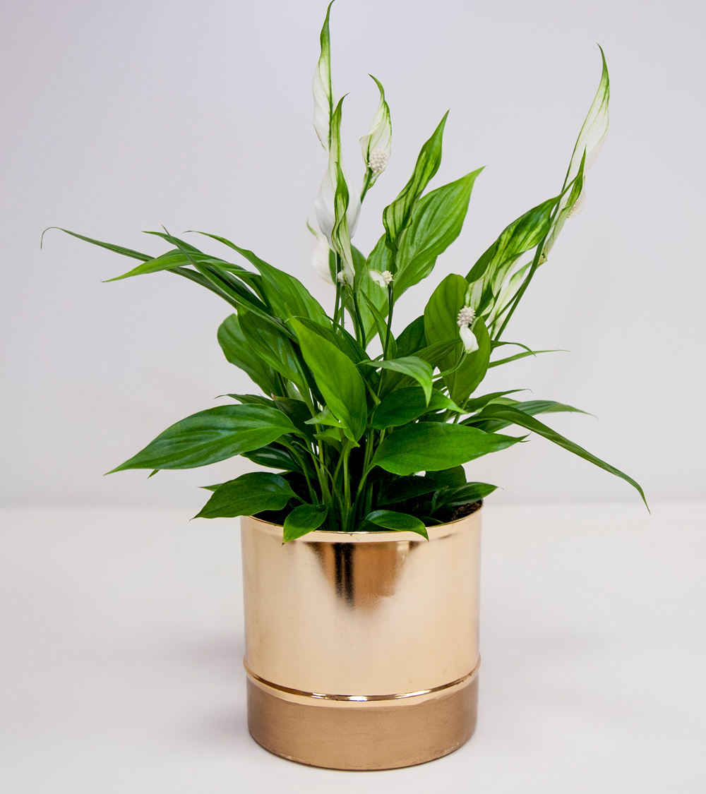 New Lidl plants encourage us to bring the great outdoors in | Ideal Home