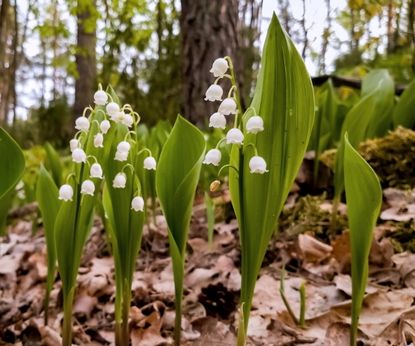 How to grow lily of the valley: expert gardeners advise | Homes and Gardens