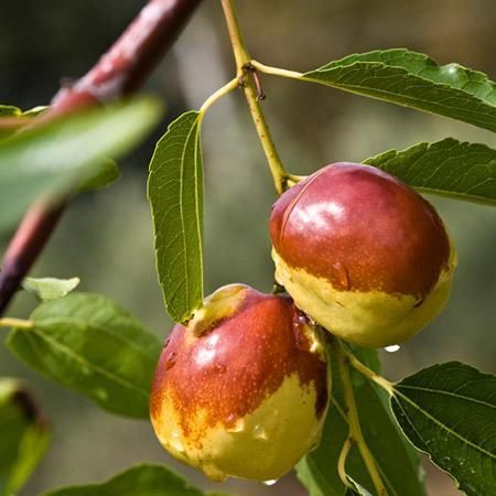 How to grow a jujube tree - expert growing tips | Homes and Gardens