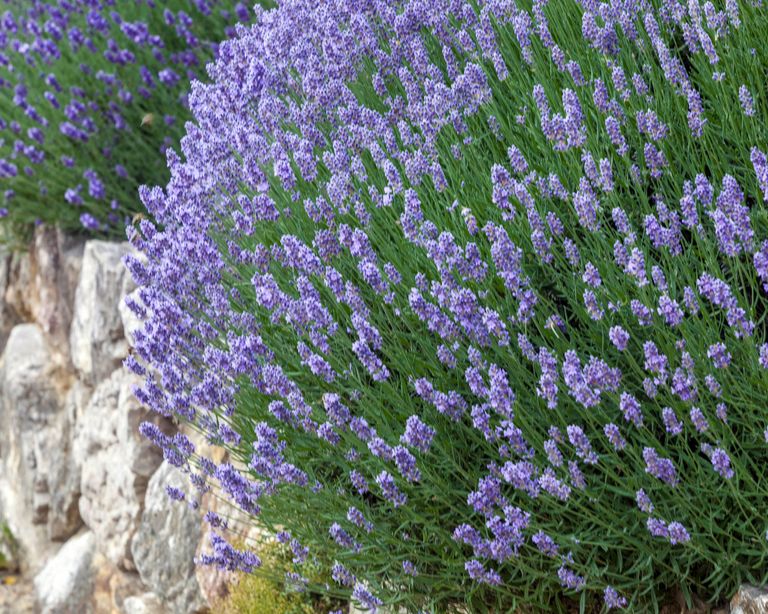 Landscaping with sand: 10 ways to add a coastal vibe | Gardeningetc