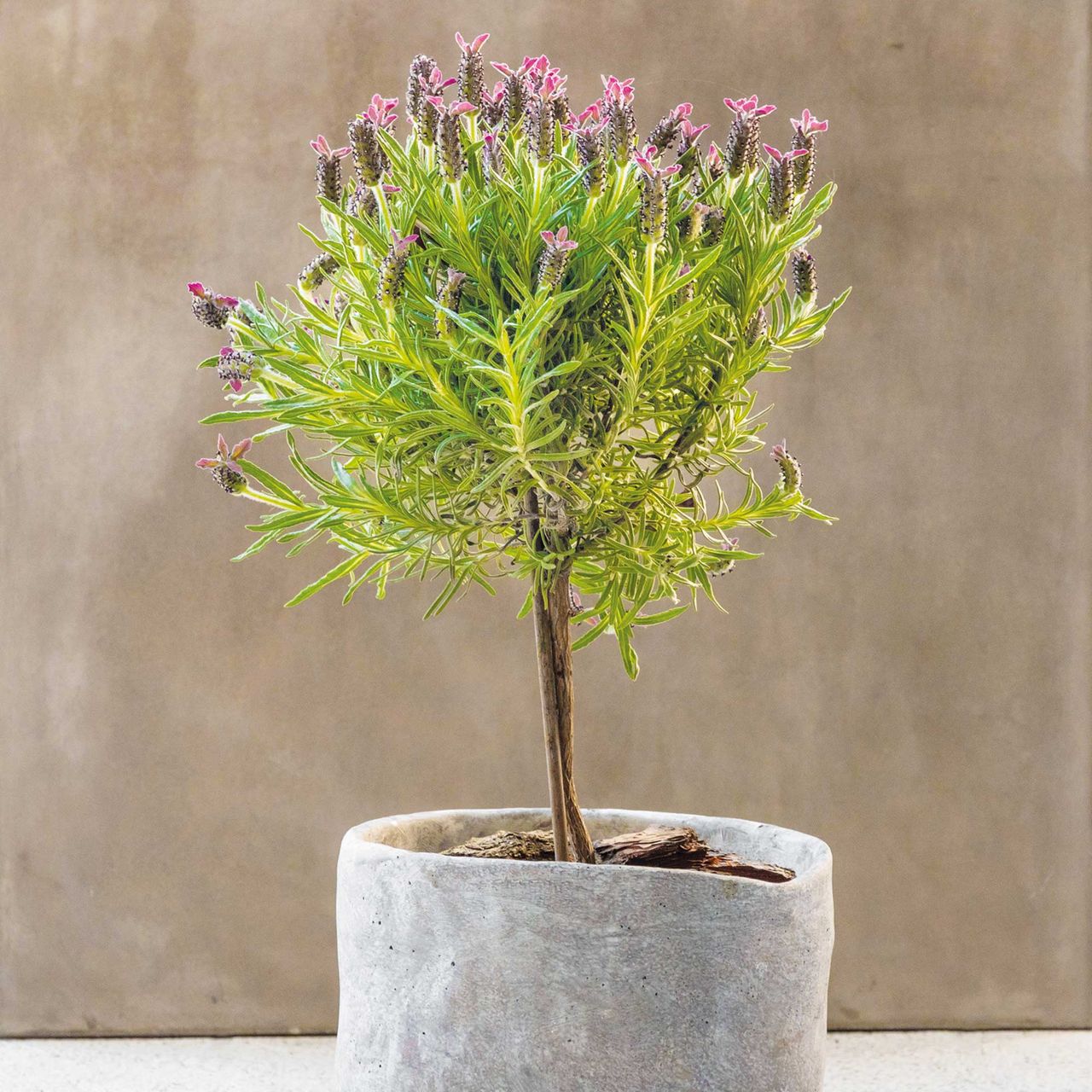 Can I grow lavender indoors? Expert tips for healthy plants | Ideal Home