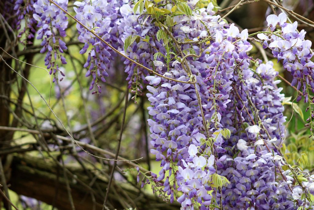 How to grow wisteria: where to plant this flowering climber | Homes and ...