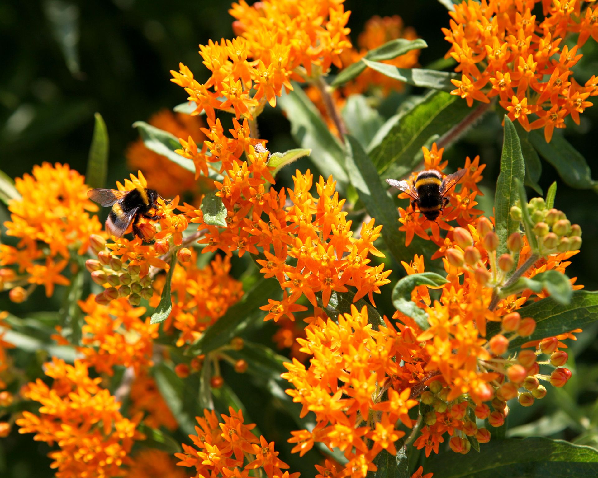 Milkweed care and growing guide: expert tips for success | Gardeningetc