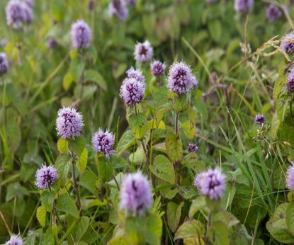 Best flood-resilient plants: experts top suggestions | Homes and Gardens