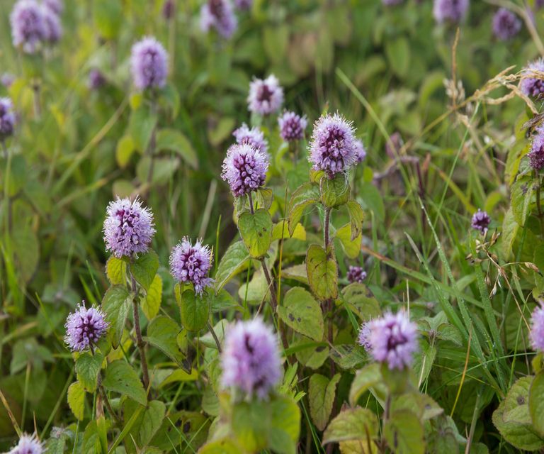 Best flood-resilient plants: experts top suggestions | Homes and Gardens