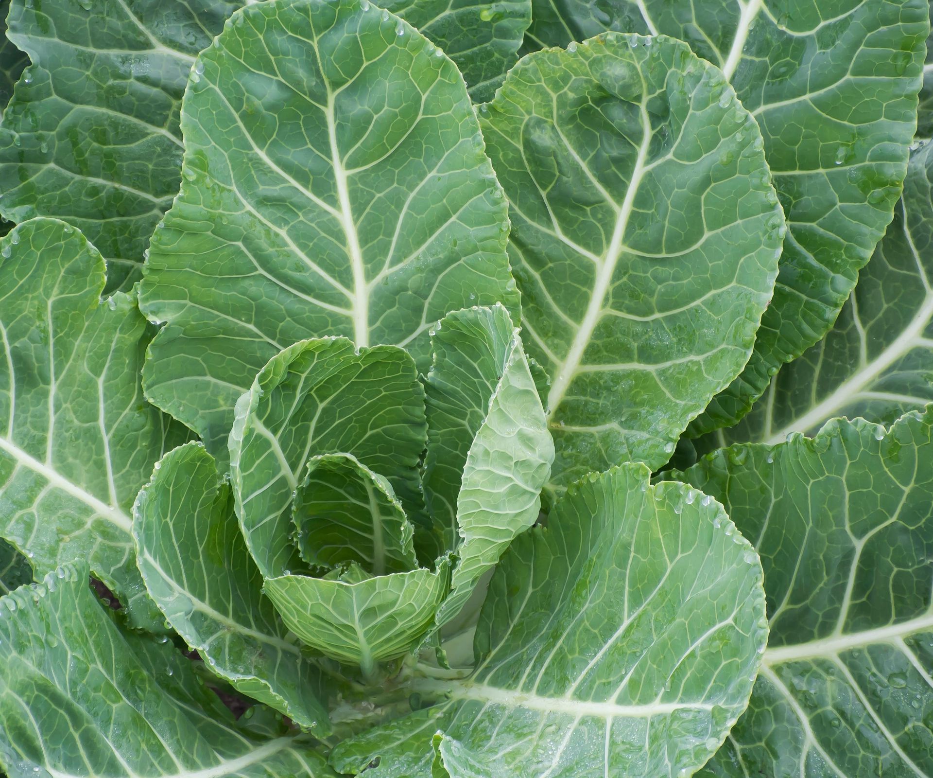 How to grow collard greens - expert tips for thriving plants | Homes ...