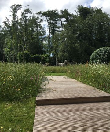 How to plant a wildflower meadow: in gardens of all sizes | Homes and ...