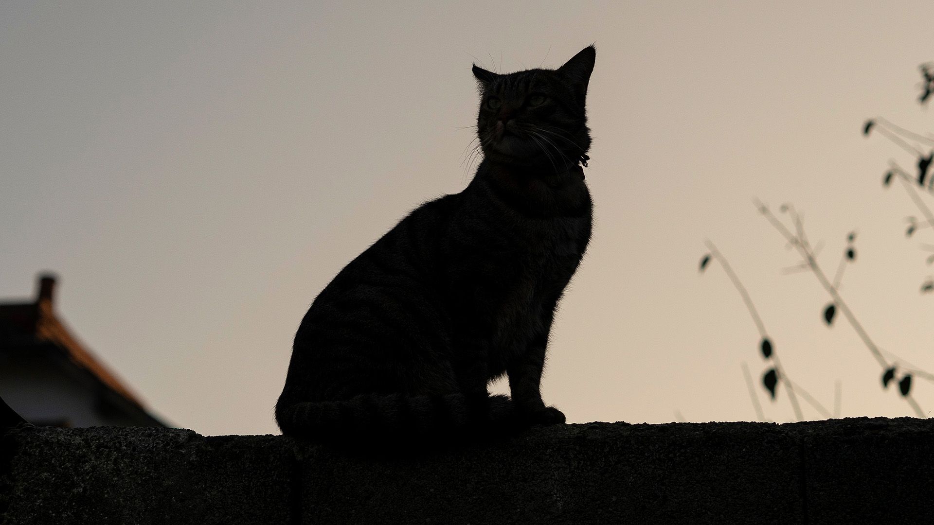 Do you know what a salmiak cat is? Scientists officially discover this ...
