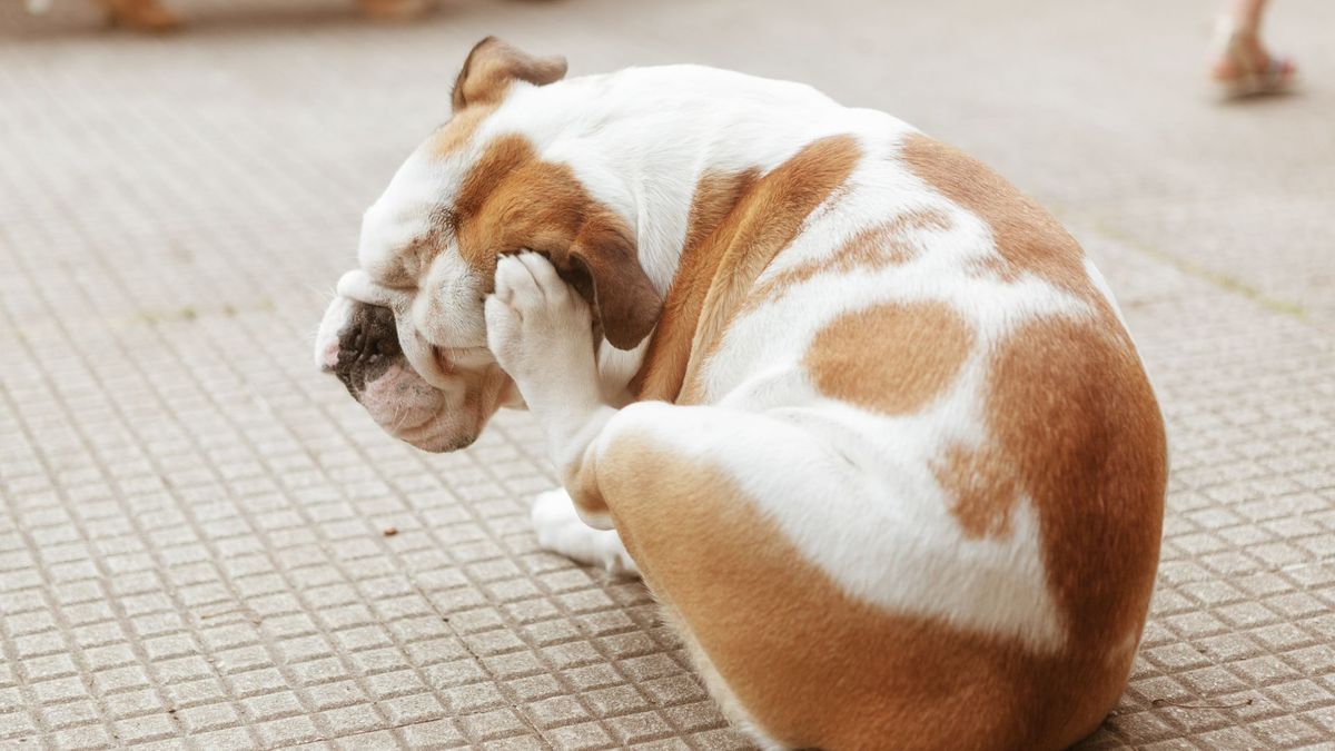 Skin allergies in dogs: Vet's guide to signs and treatment | PetsRadar