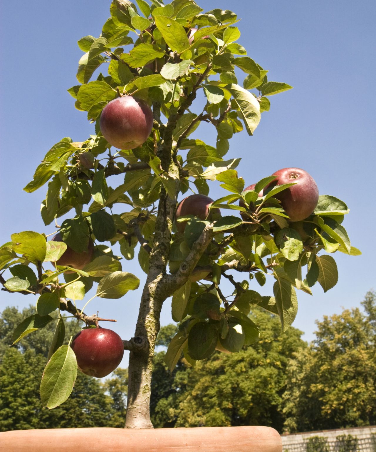 Can apple trees grow in pots? Experts reveal all | Homes and Gardens
