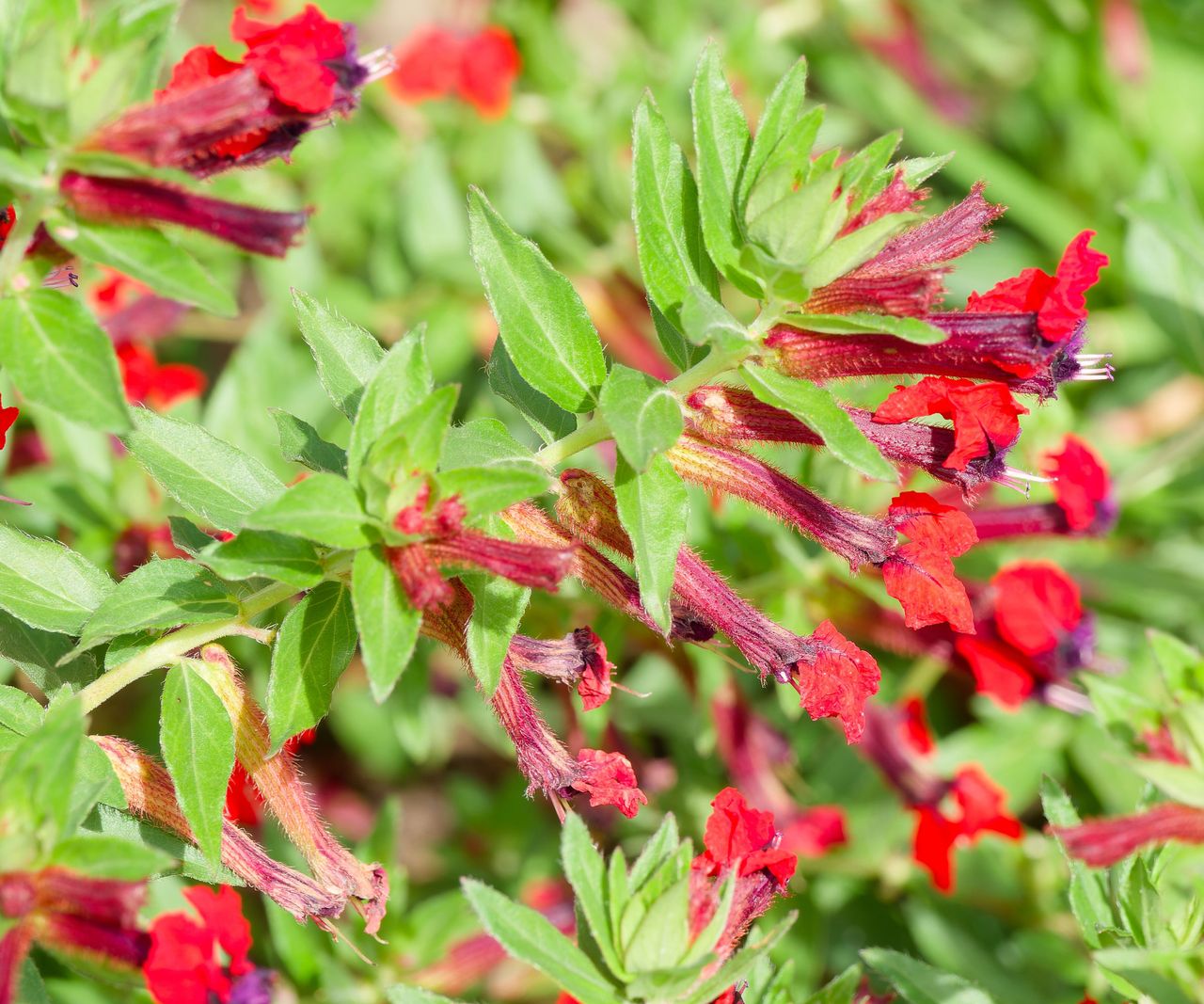 Tubular Flowers For Hummingbirds: 9 Tube-Flowered Plants | Gardening ...