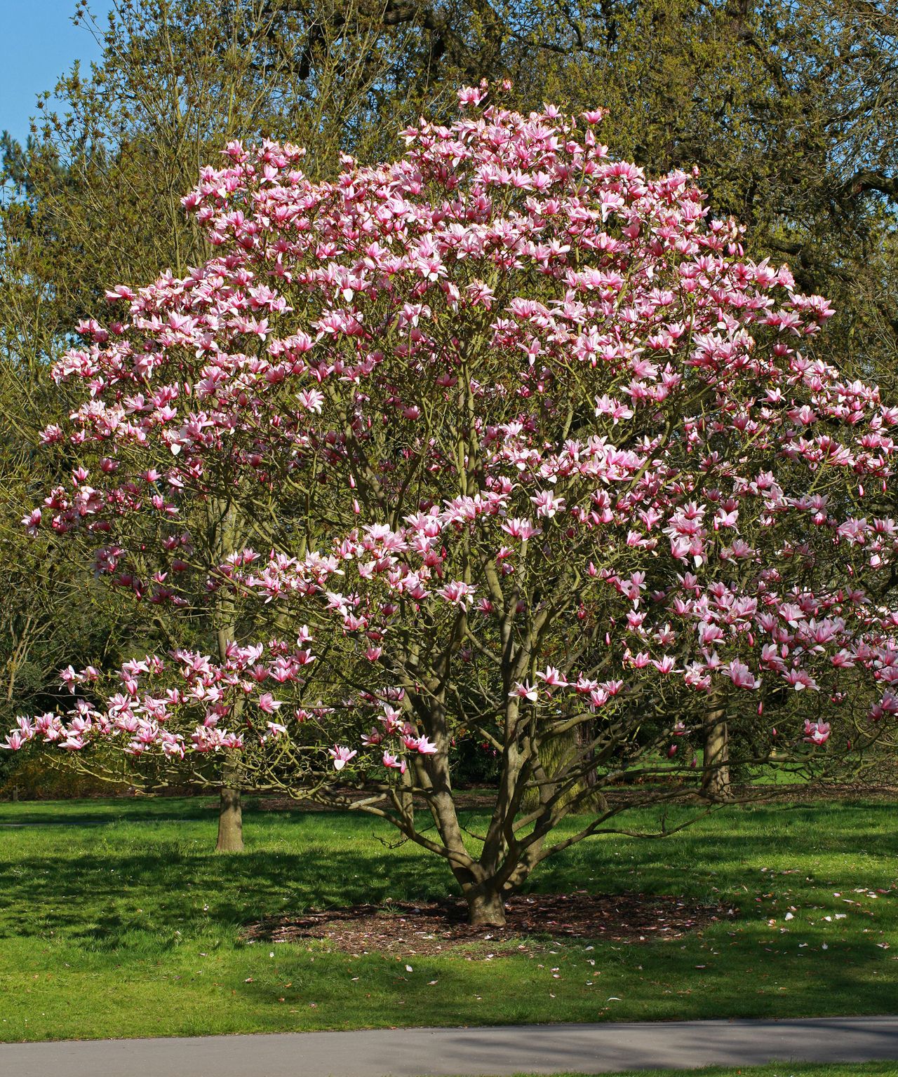 Pink magnolia trees: the top choices for every garden | Gardeningetc
