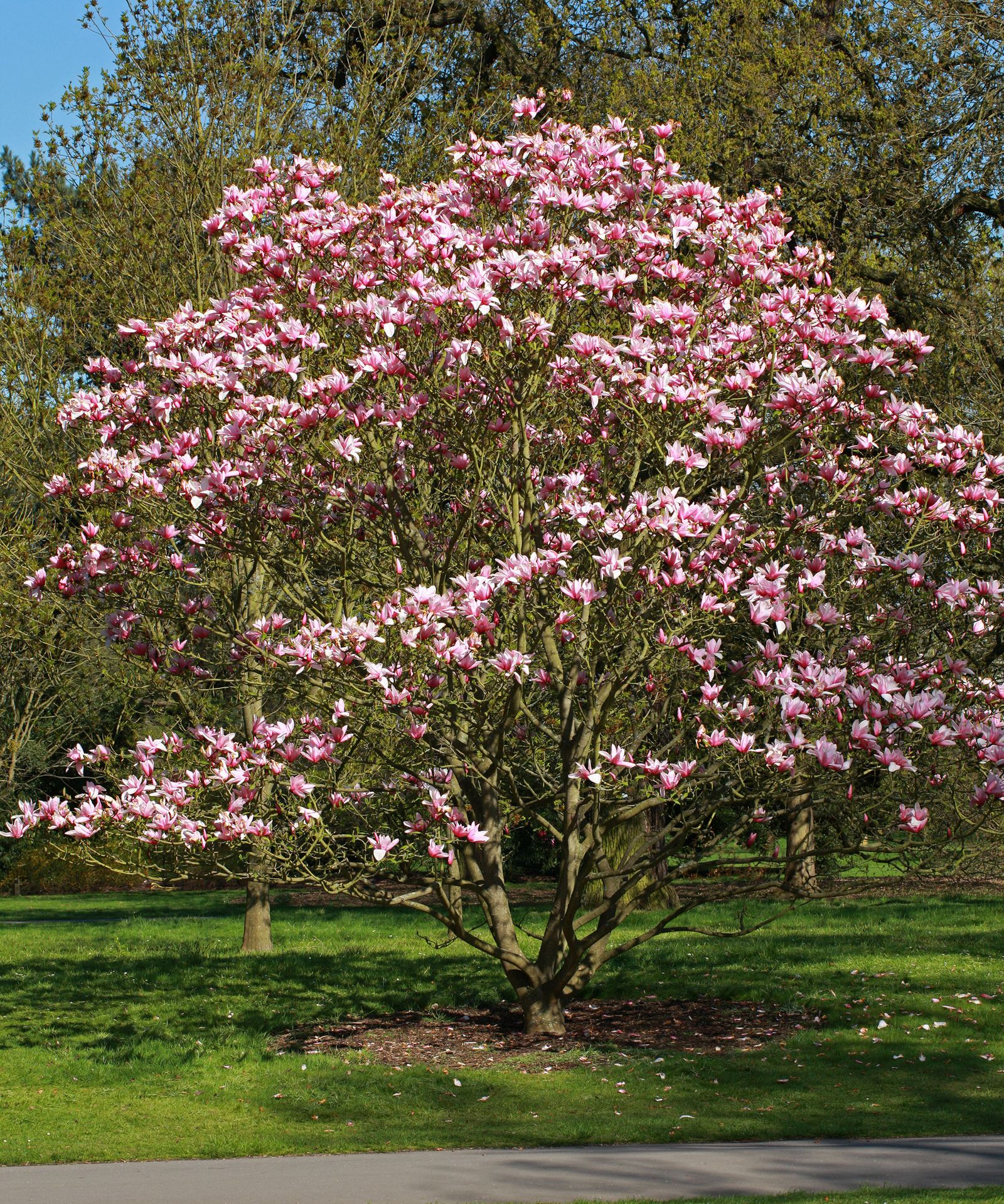 Pink magnolia trees: the top choices for every garden | Gardeningetc
