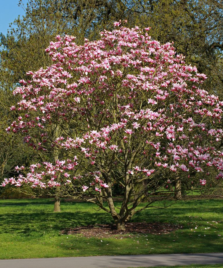 Pink magnolia trees: the top choices for every garden | Gardeningetc