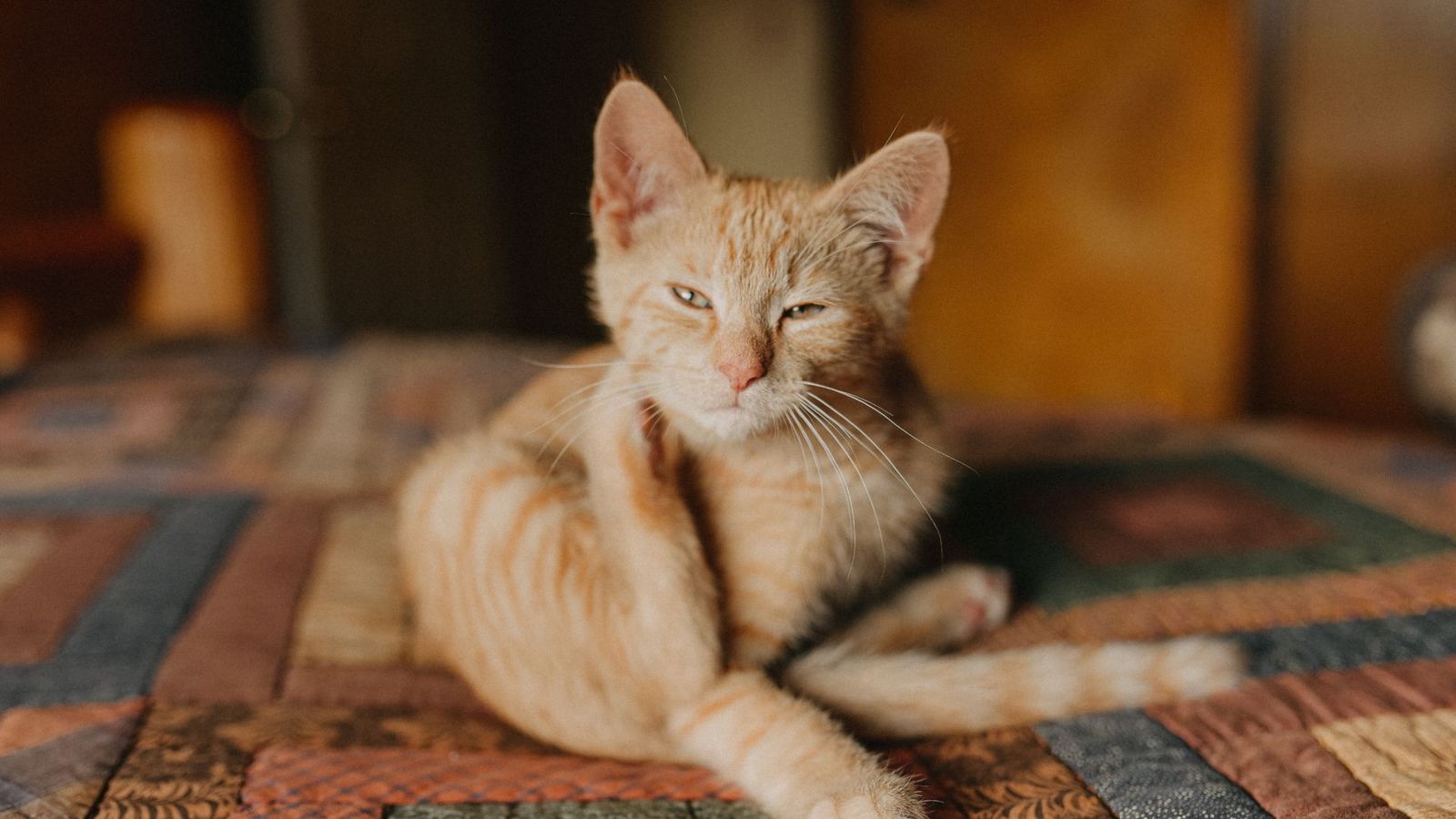 Experts reveal how to get rid of fleas in the house fast | Woman & Home