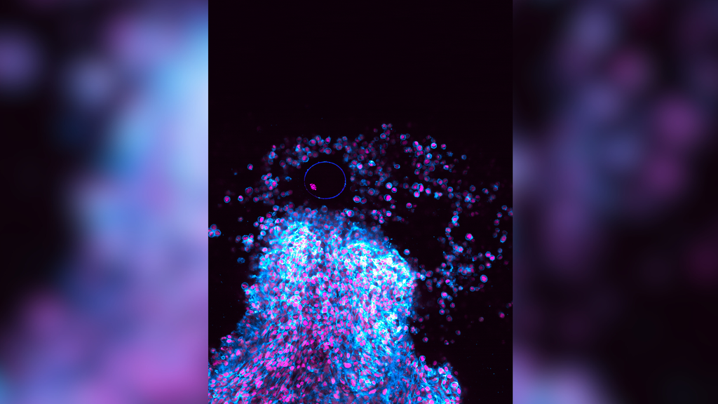 Watch 1st-ever video of ovulation occurring in real-time | Live Science
