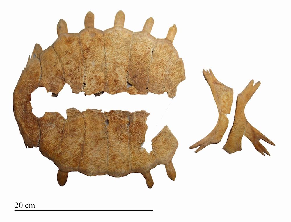 Funeral Feast? Butchered Turtles in Ancient Grave Hint at Ritual | Live ...