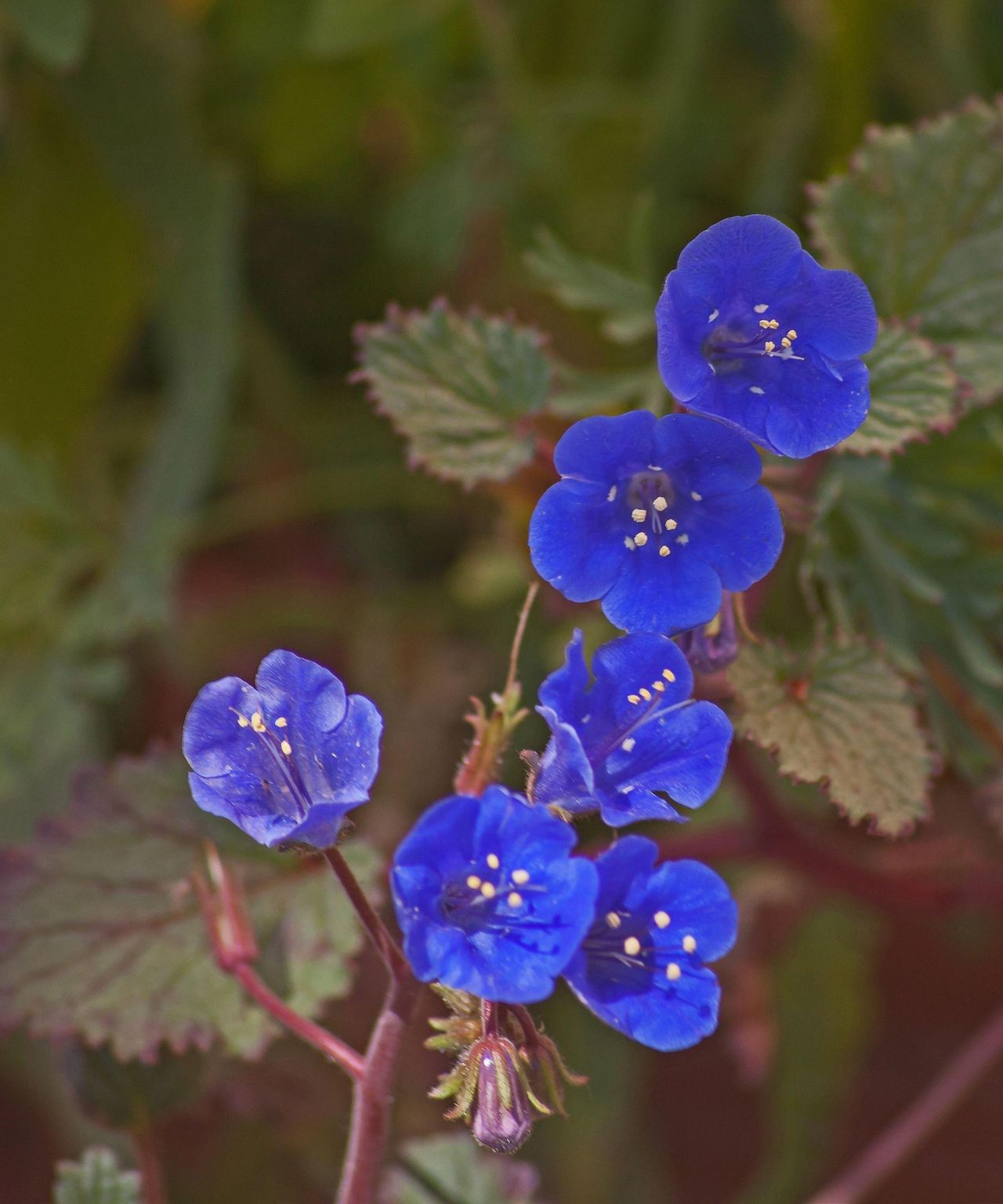 7 of the fastest growing flowers to plant in spring | Homes and Gardens