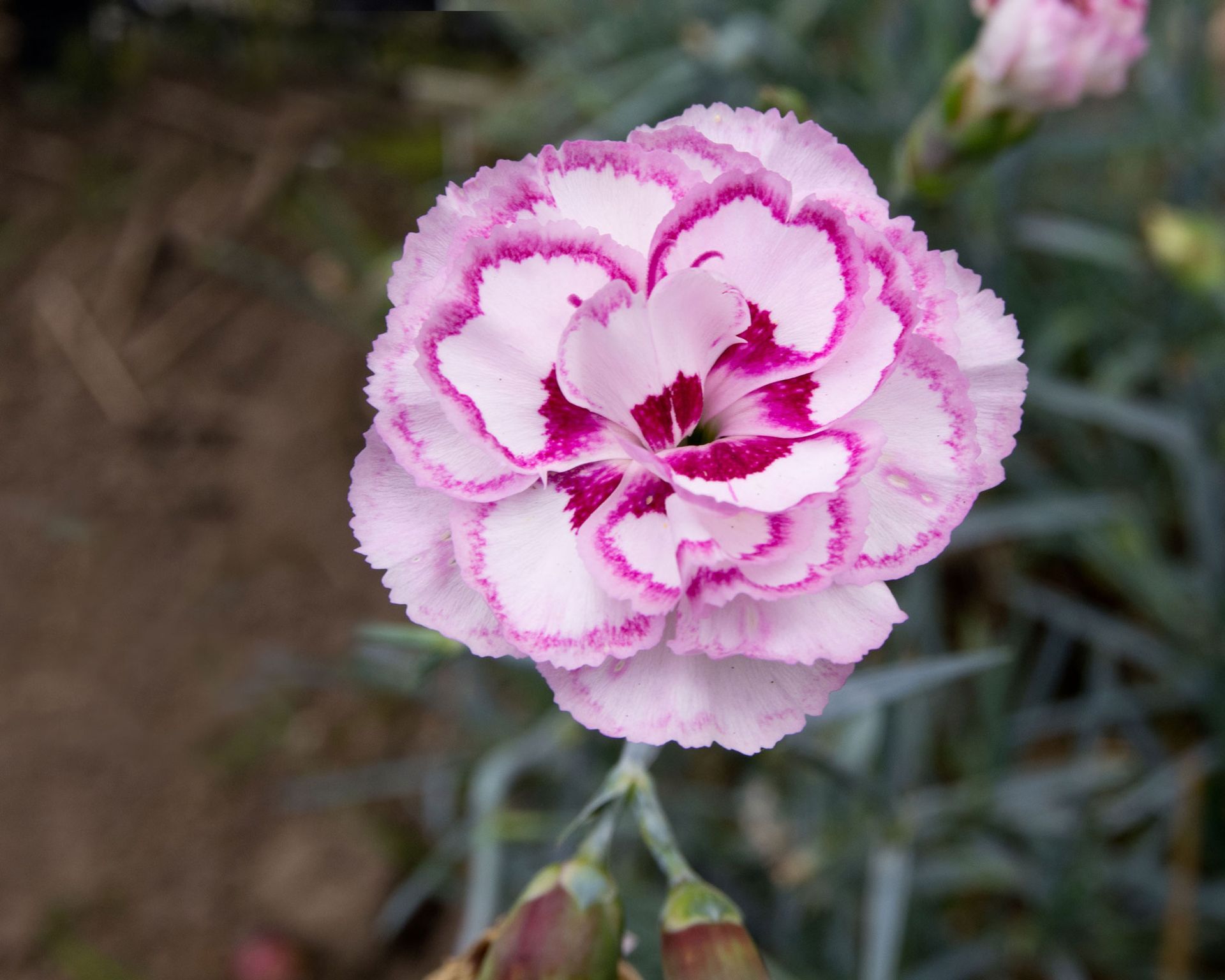 16 varieties of garden pinks: stunning types of dianthus | Gardeningetc