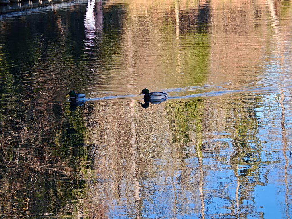 Honor Magic 7 Pro camera review: All-encompassing AI joins solid ...