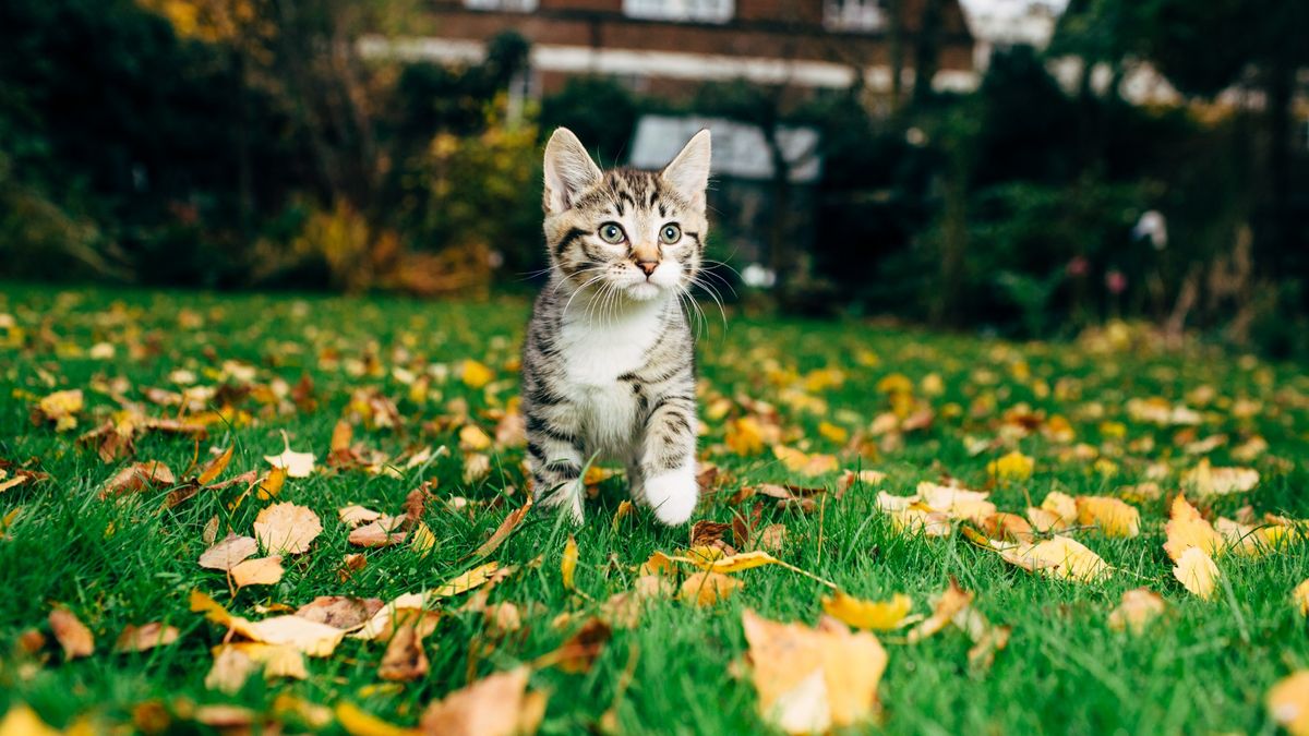 32 things to consider when you get a kitten | PetsRadar