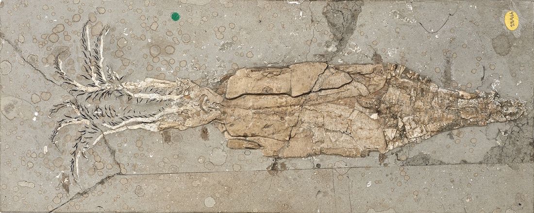 Why the Octopus Lost Its Shell | Live Science