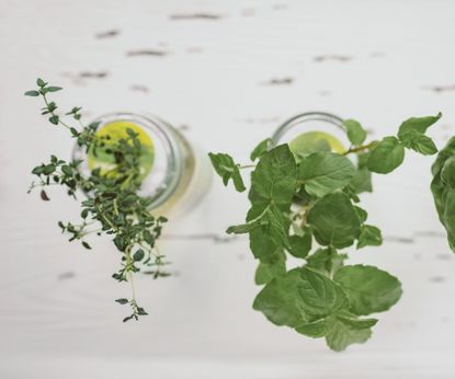 What is the Kratky method? Experts explain | Homes and Gardens