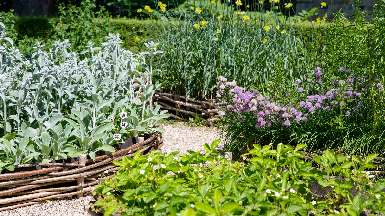 How to Start an Herb Garden in 4 Simple Steps | Gardening Know How