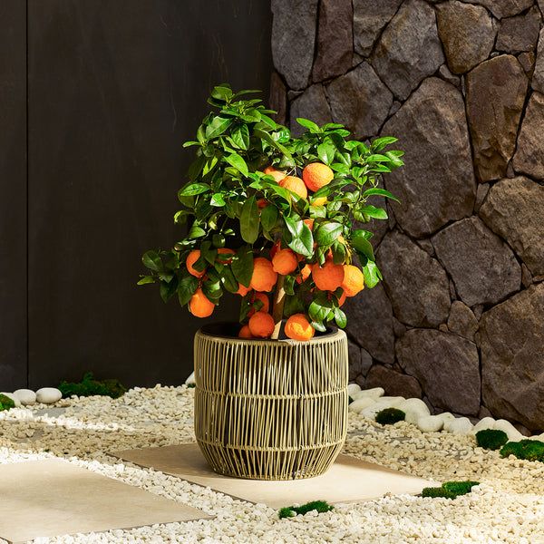 The B&Q lemon tree is the perfect alt to The Range's viral tree | Ideal ...