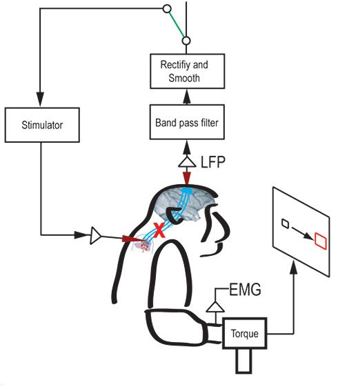 Paralyzed Monkey Controls Arm Via Brain | Live Science