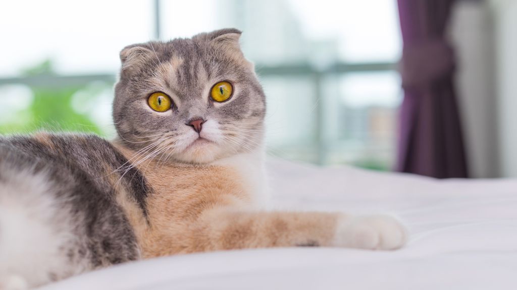 32 of the best emotional support animal breeds | PetsRadar