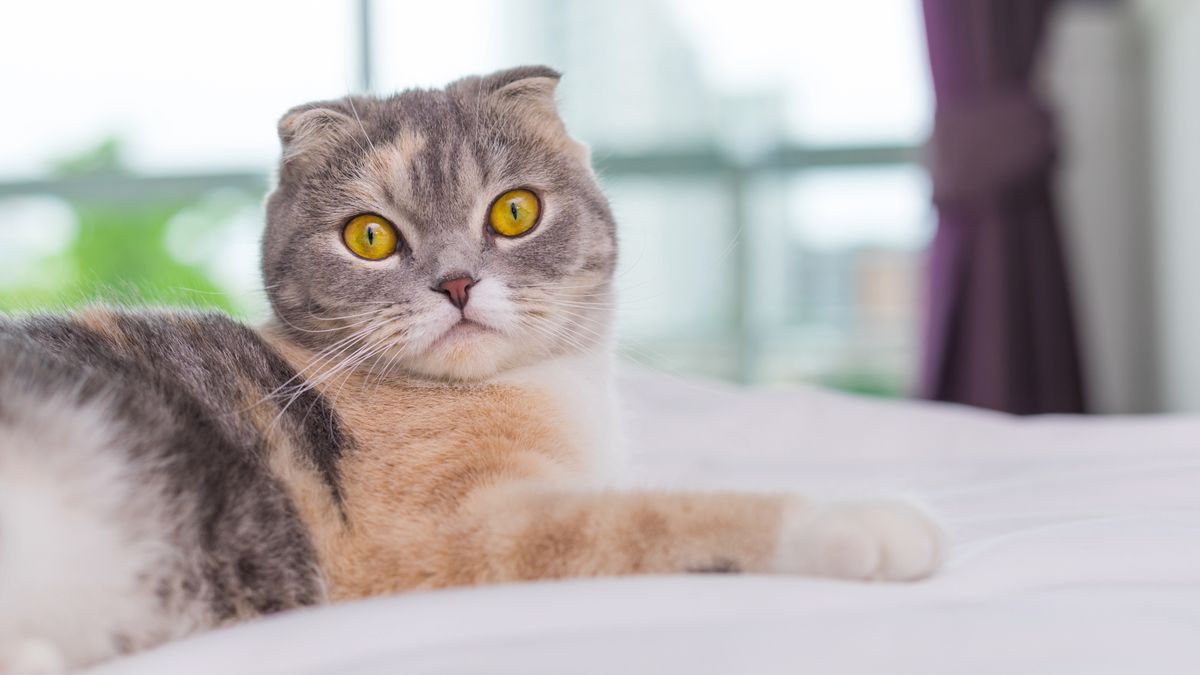 32 of the best emotional support animal breeds | PetsRadar