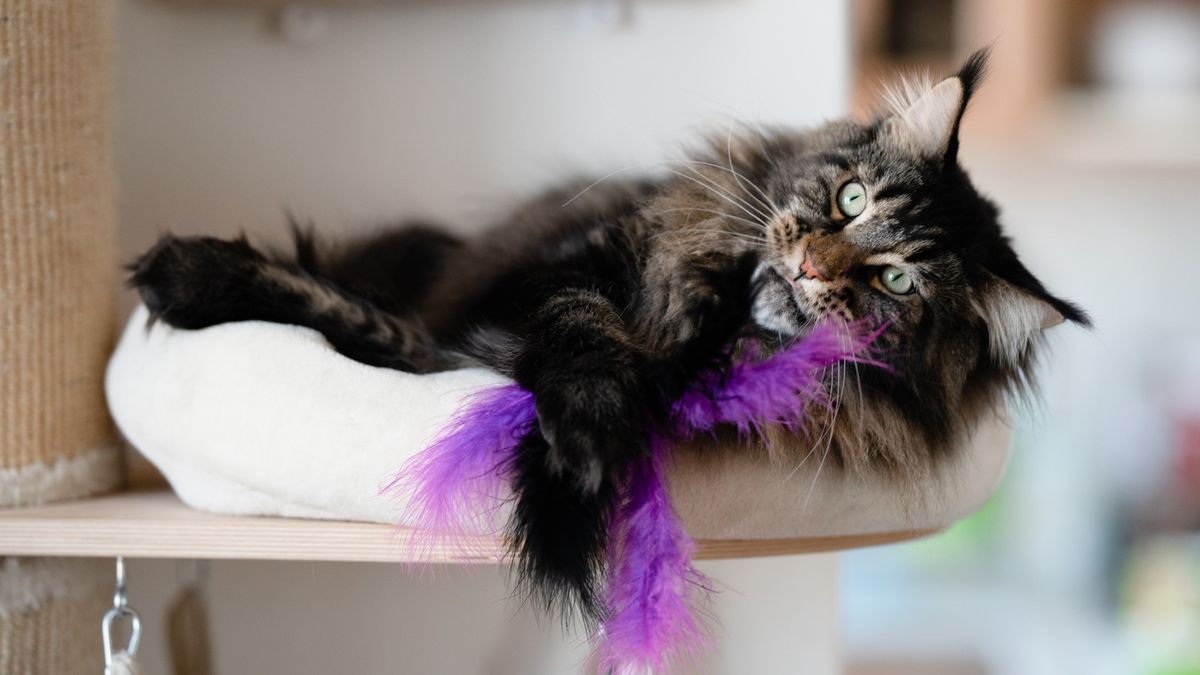 32 tips for taking care of a large-breed cat | PetsRadar