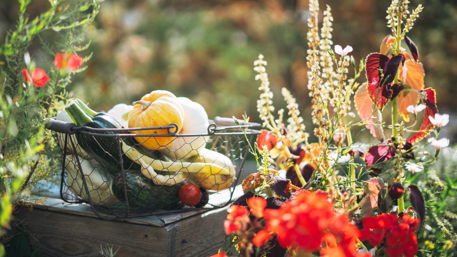 September Gardening Tips: What You Need To Do This Month | Gardening ...