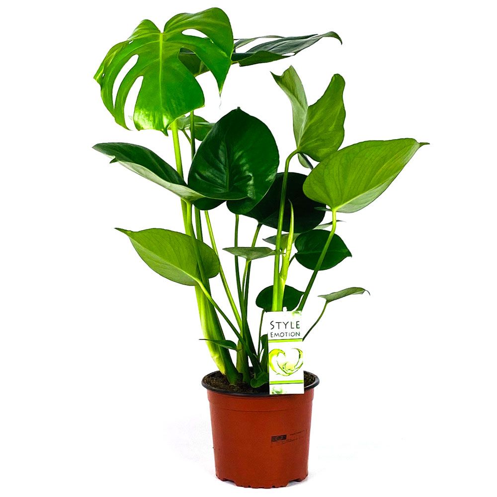 Value Morrisons house plants range you can't afford to miss in stores ...