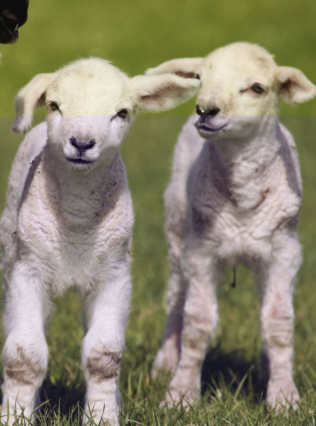 Spring Baby Animals | Woman & Home